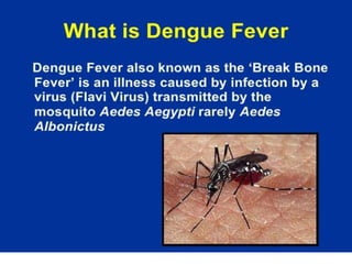 Dengue | PPTX