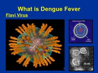 Dengue | PPTX