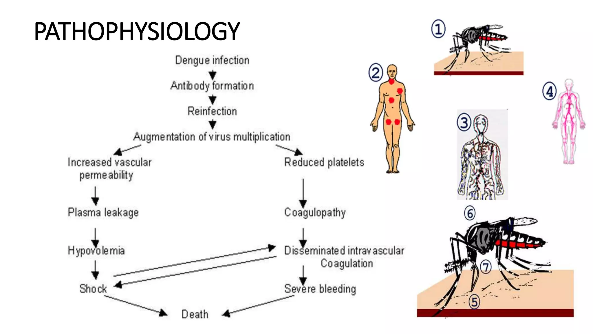 Dengue, dengue hemorrhagic fever, dengue shock syndrome | PPTX