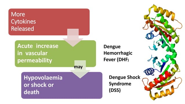 Dengue, dengue hemorrhagic fever, dengue shock syndrome | PPTX