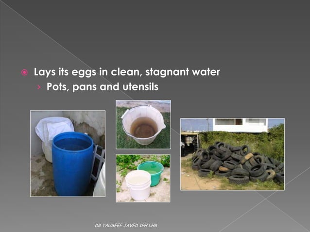 Dengue(DF+DHF) by tauseef | PPT