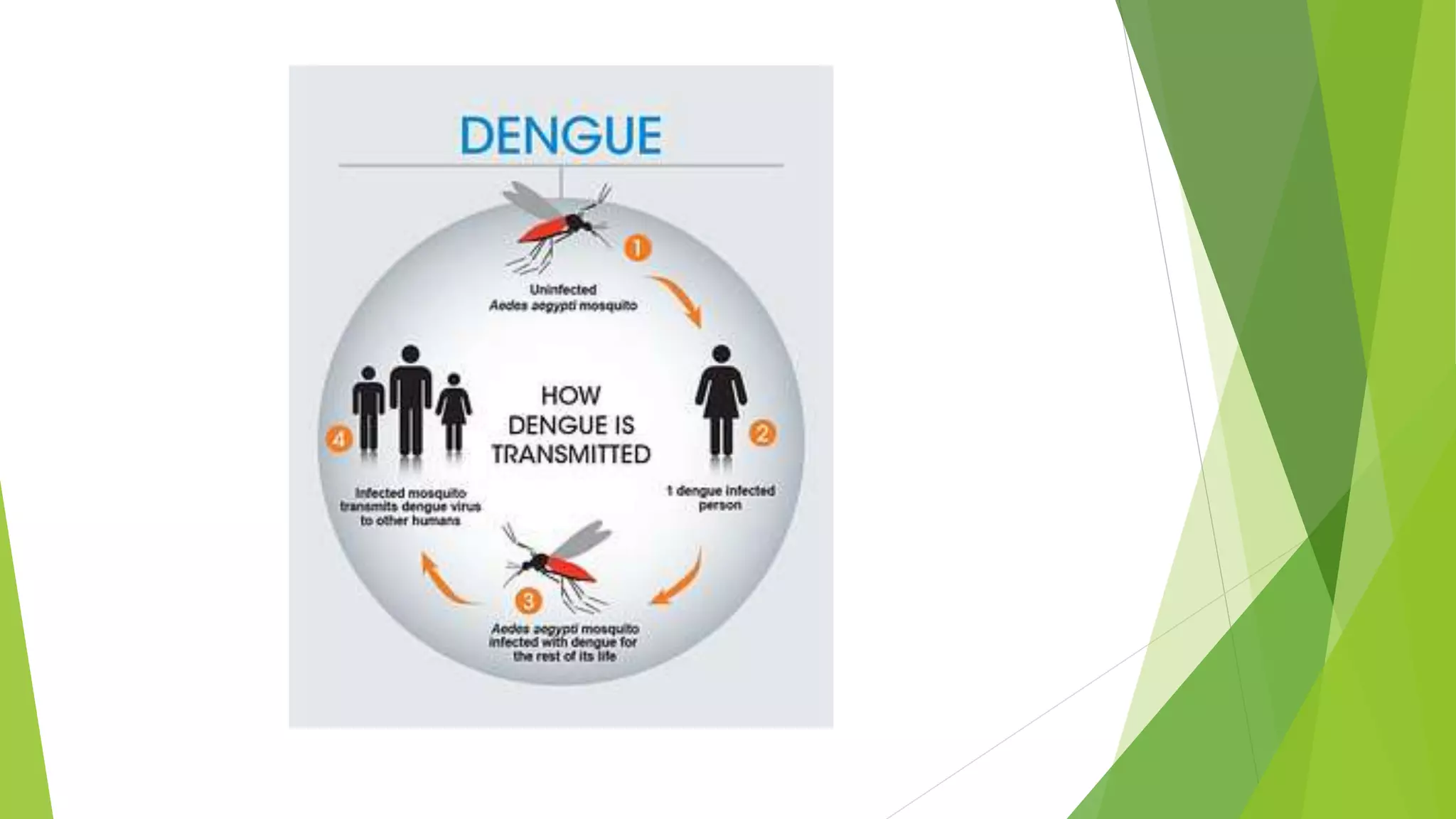 Dengue disease ppt | PPTX