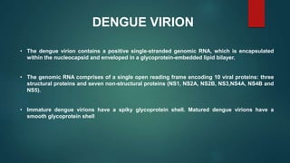 DENGUE | PPTX | Infectious Diseases | Diseases and Conditions