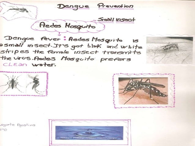 Dengue Fever | PPT