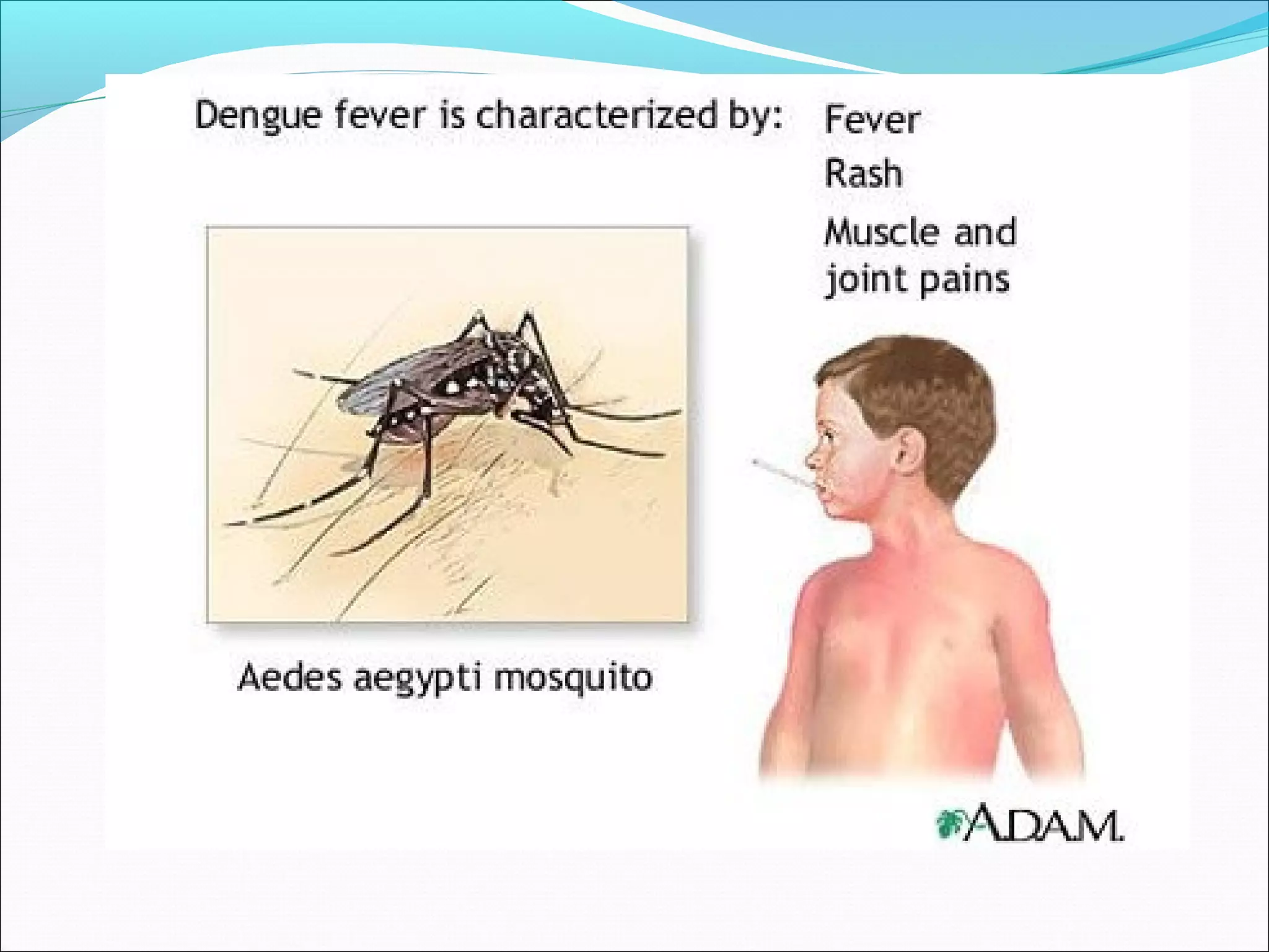 Dengue Fever | PPT | Infectious Diseases | Diseases and Conditions