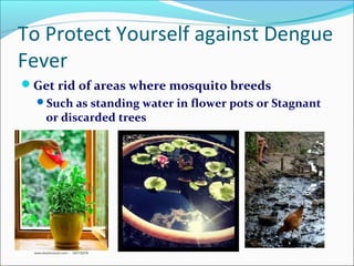 Dengue Fever | PPT