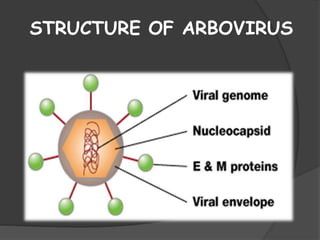 DeDengue fever | PPTX