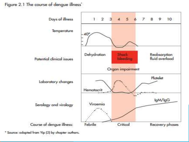 Dengue fever presentation | PPTX | Infectious Diseases | Diseases and ...