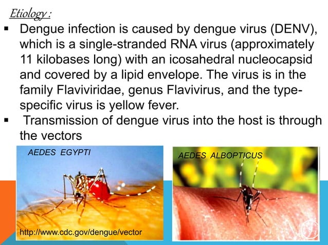 Dengue fever presentation | PPTX | Infectious Diseases | Diseases and ...