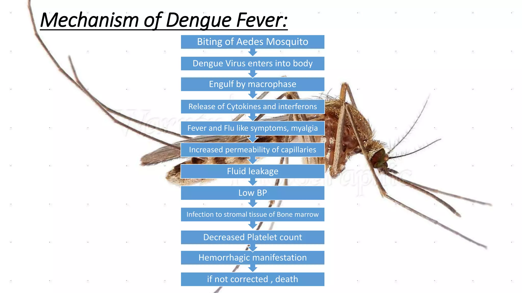 Dengue Fever | PPT