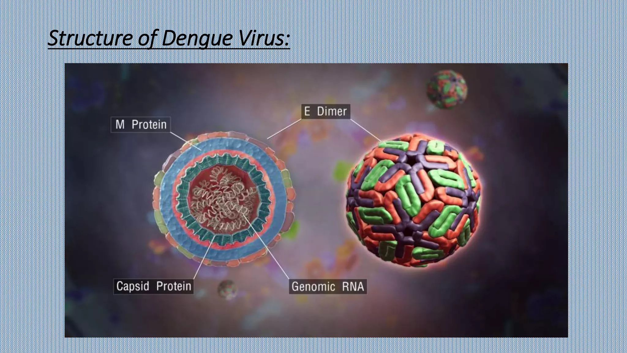 Dengue Fever | PPTX