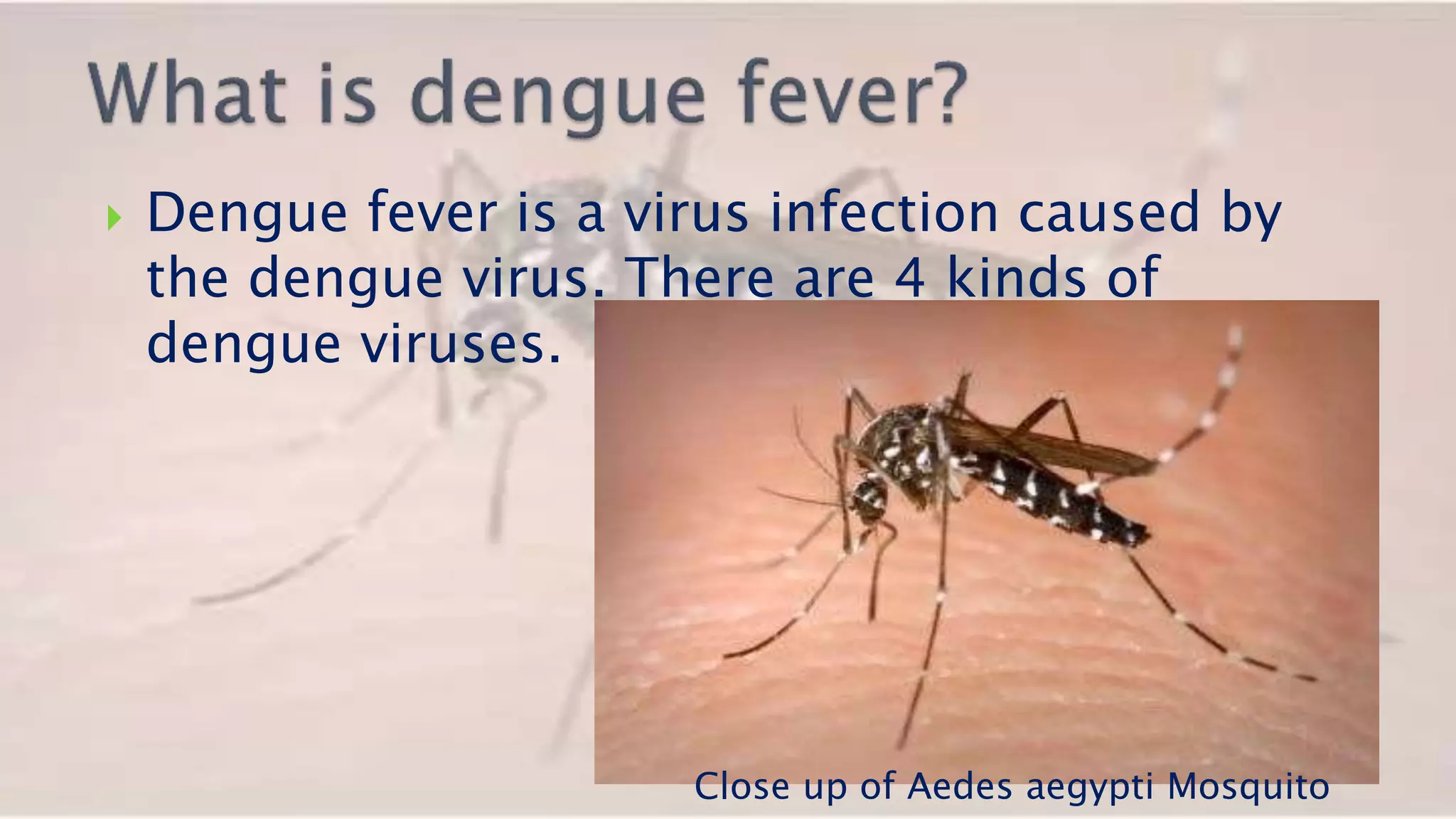 Dengue Fever and how to Prevent it | PPT
