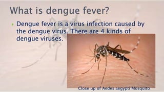 Dengue Fever and how to Prevent it | PPTX