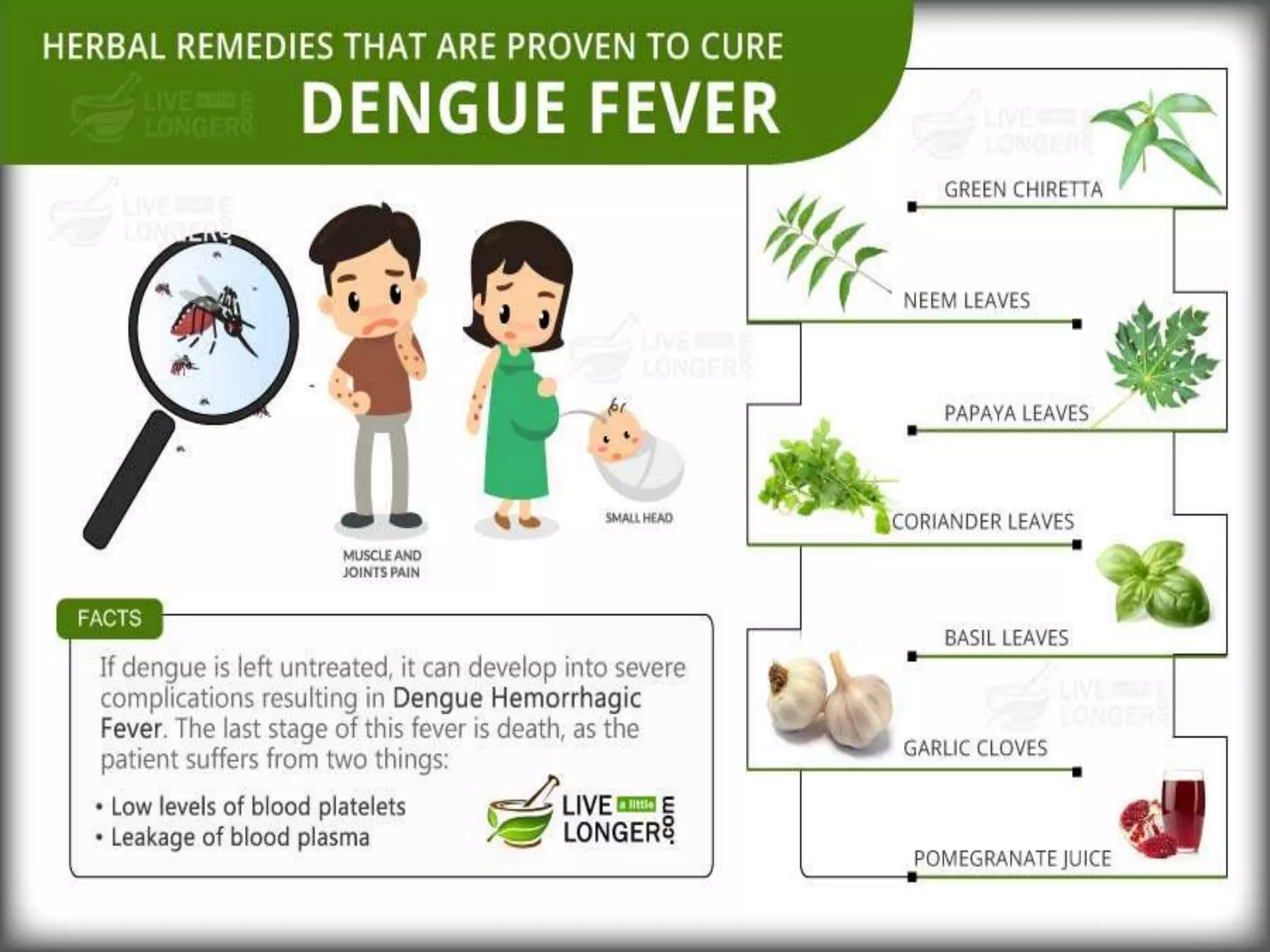 Dengue fever | PPT