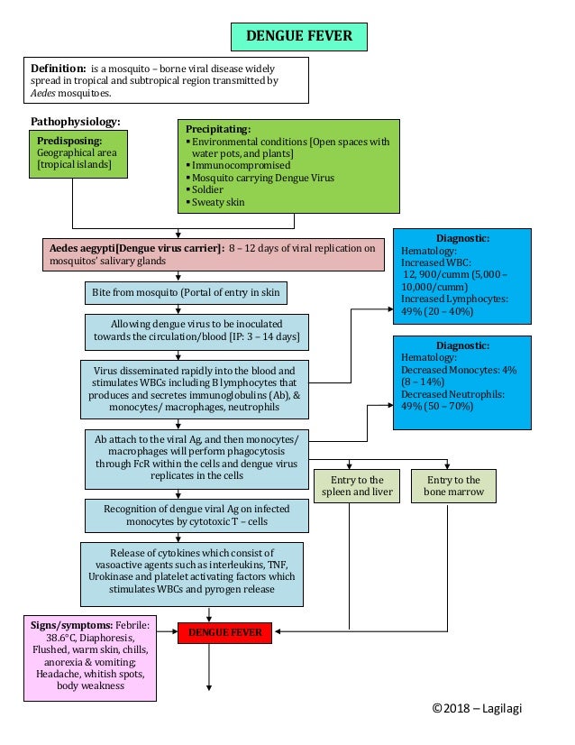 Pathophysiology Dengue fever