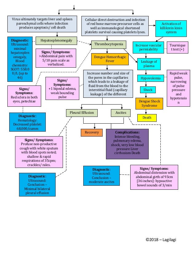 Pathophysiology Dengue fever