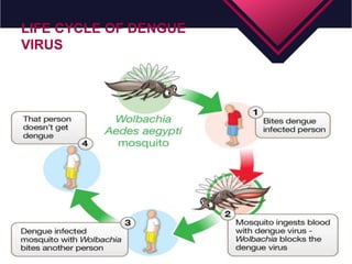 Dengue fever | PPT