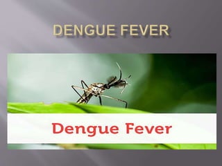 Dengue fever | PPT