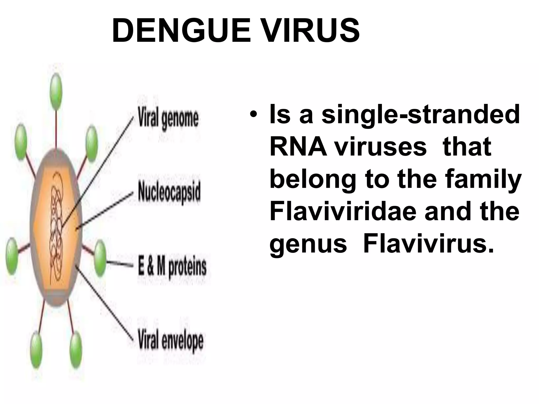 Dengue fever | PPTX