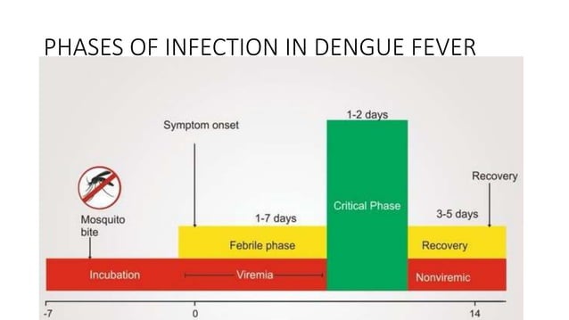 Dengue Fever, epidemiology, diagnosis and management | PPTX ...