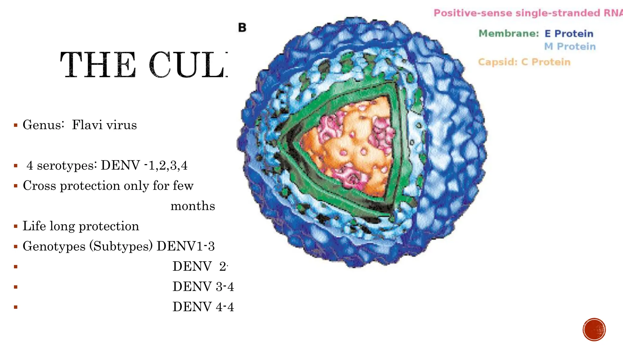 DENGUE FEVER.pathogenesis, clinical features and management.pptx
