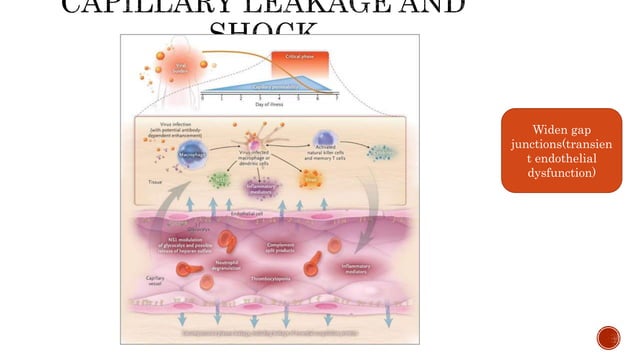 DENGUE FEVER.pathogenesis, clinical features and management.pptx