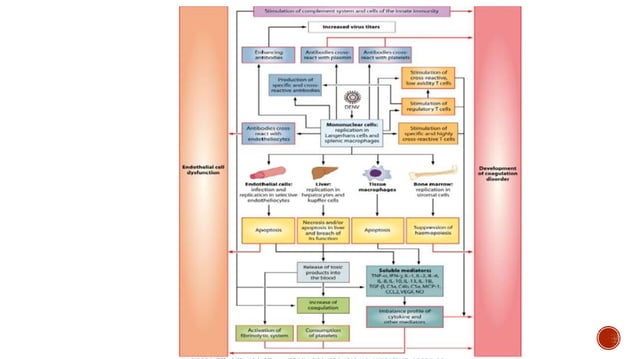 DENGUE FEVER.pathogenesis, clinical features and management.pptx