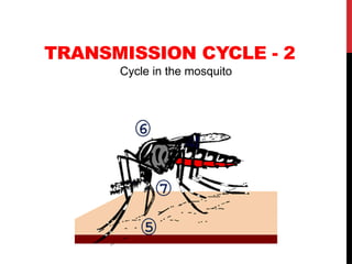 Dengue fever is a mosquito-borne viral infection that causes high fever ...