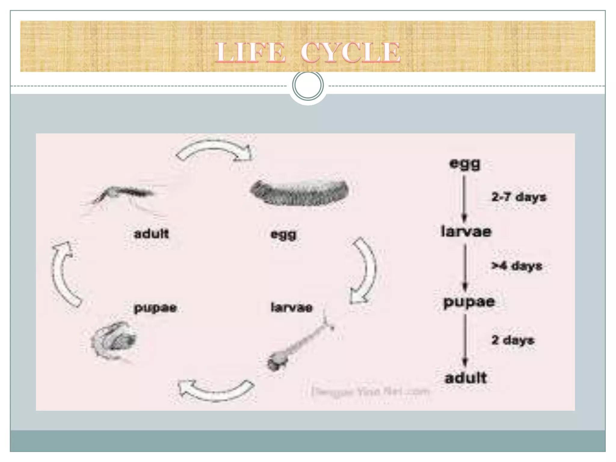 Dengue Fever Awareness | PPT