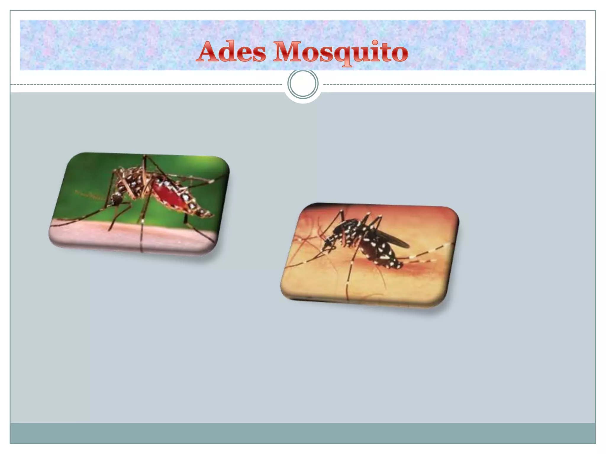 Dengue Fever Awareness | PPT