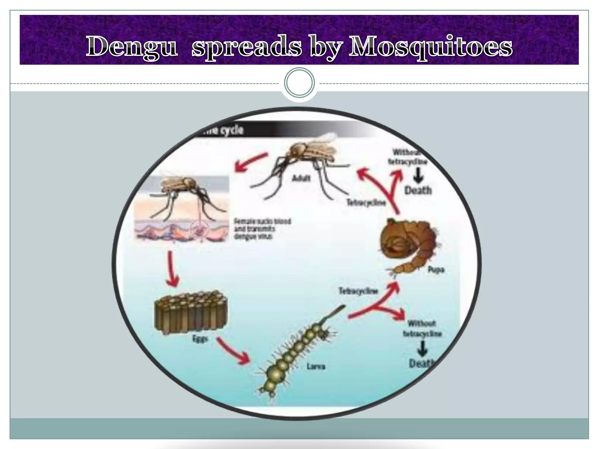 Dengue fever awareness | PPTX