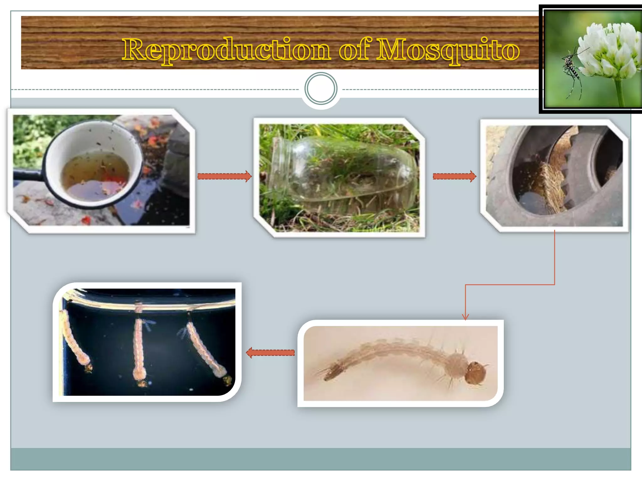 Dengue fever awareness | PPTX