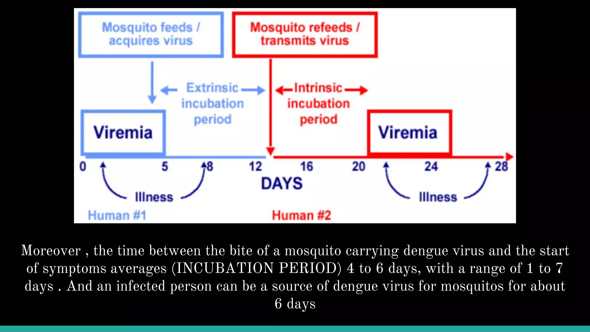 Dengue | PPTX