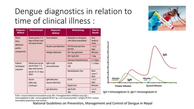 DENGUE FEVER.pptx | Blood Disorders | Diseases and Conditions