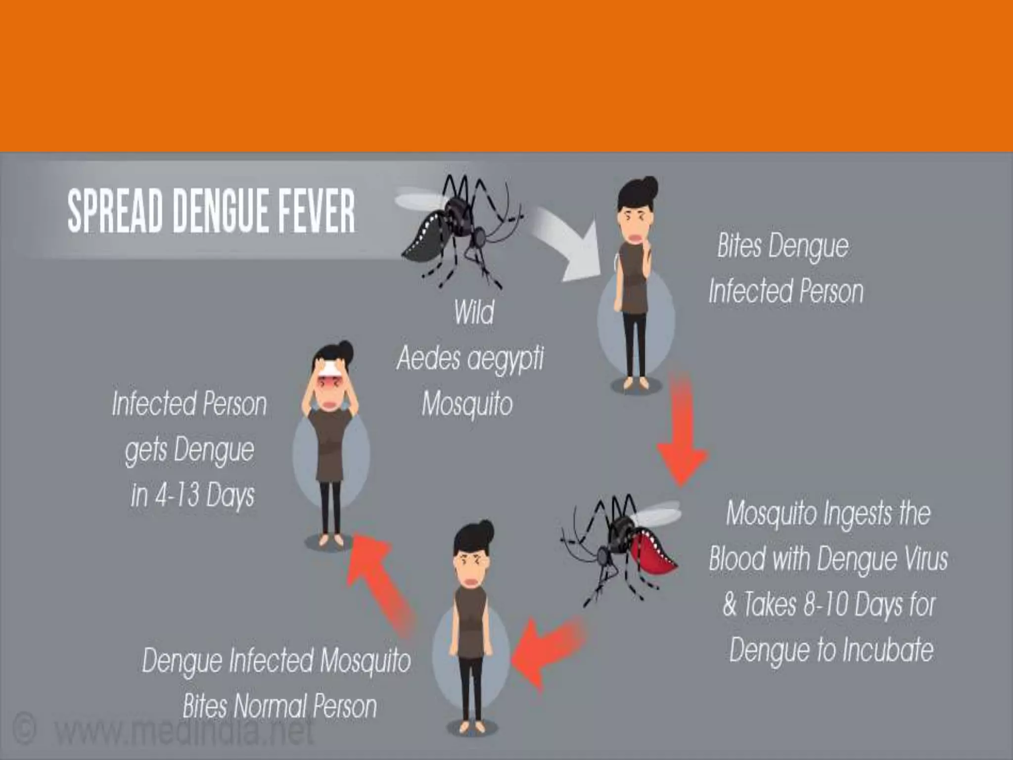 Dengue fever and dengue hemorrhagic fever | PPTX