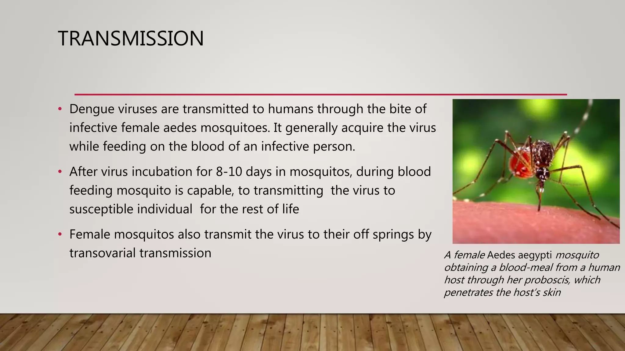 Dengue fever by huzaim | PPTX