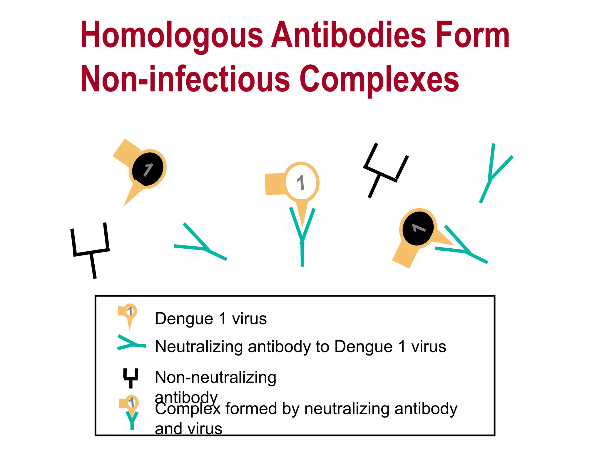DENGUE_FEVER_&_DHF.ppt | Infectious Diseases | Diseases and Conditions
