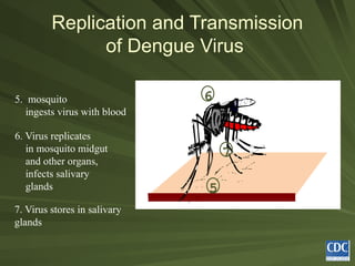 presentation on dengue and its management | PPTX