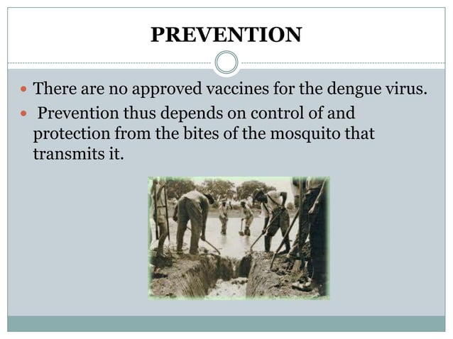 Dengue fever ppt | PPTX | Infectious Diseases | Diseases and Conditions