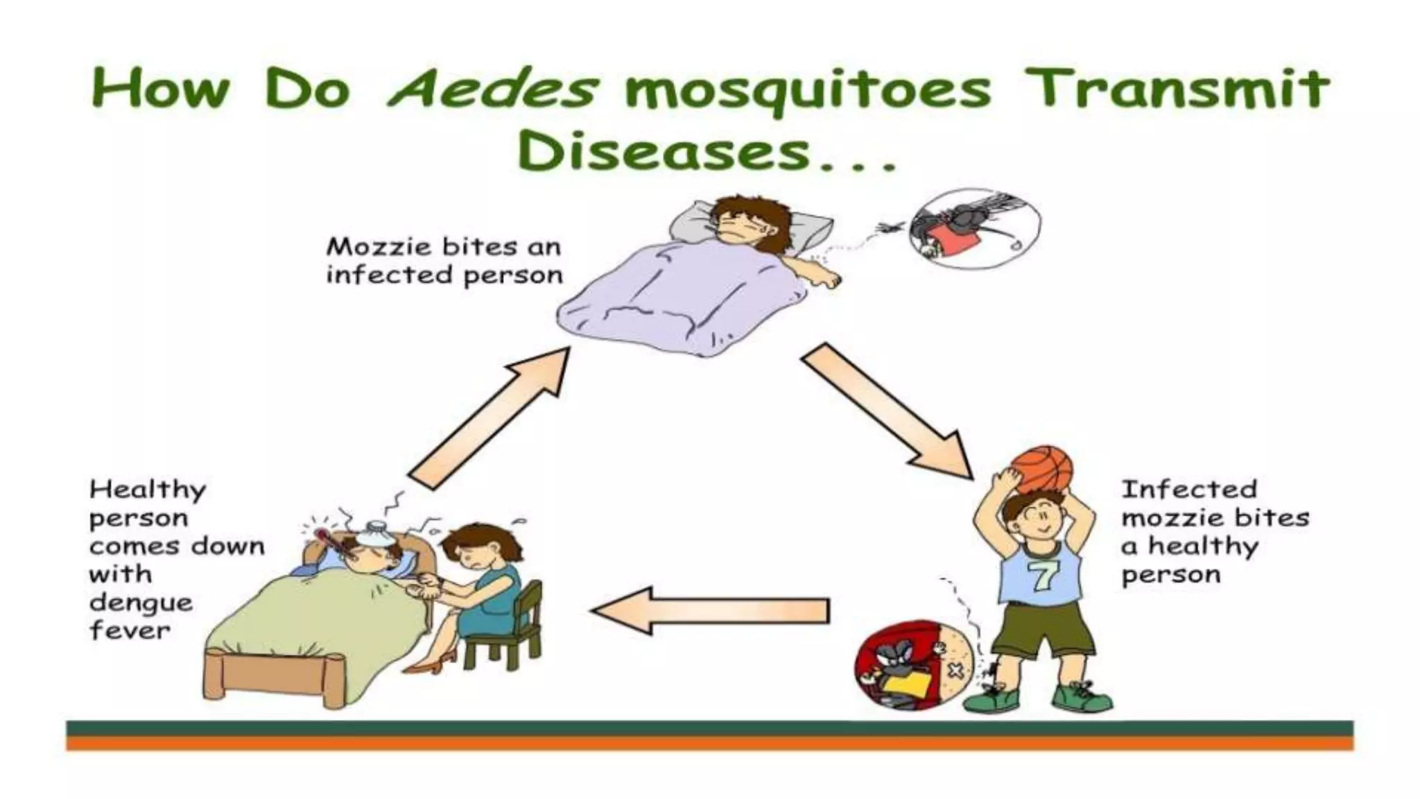 Dengue fever ppt(1) | PPT