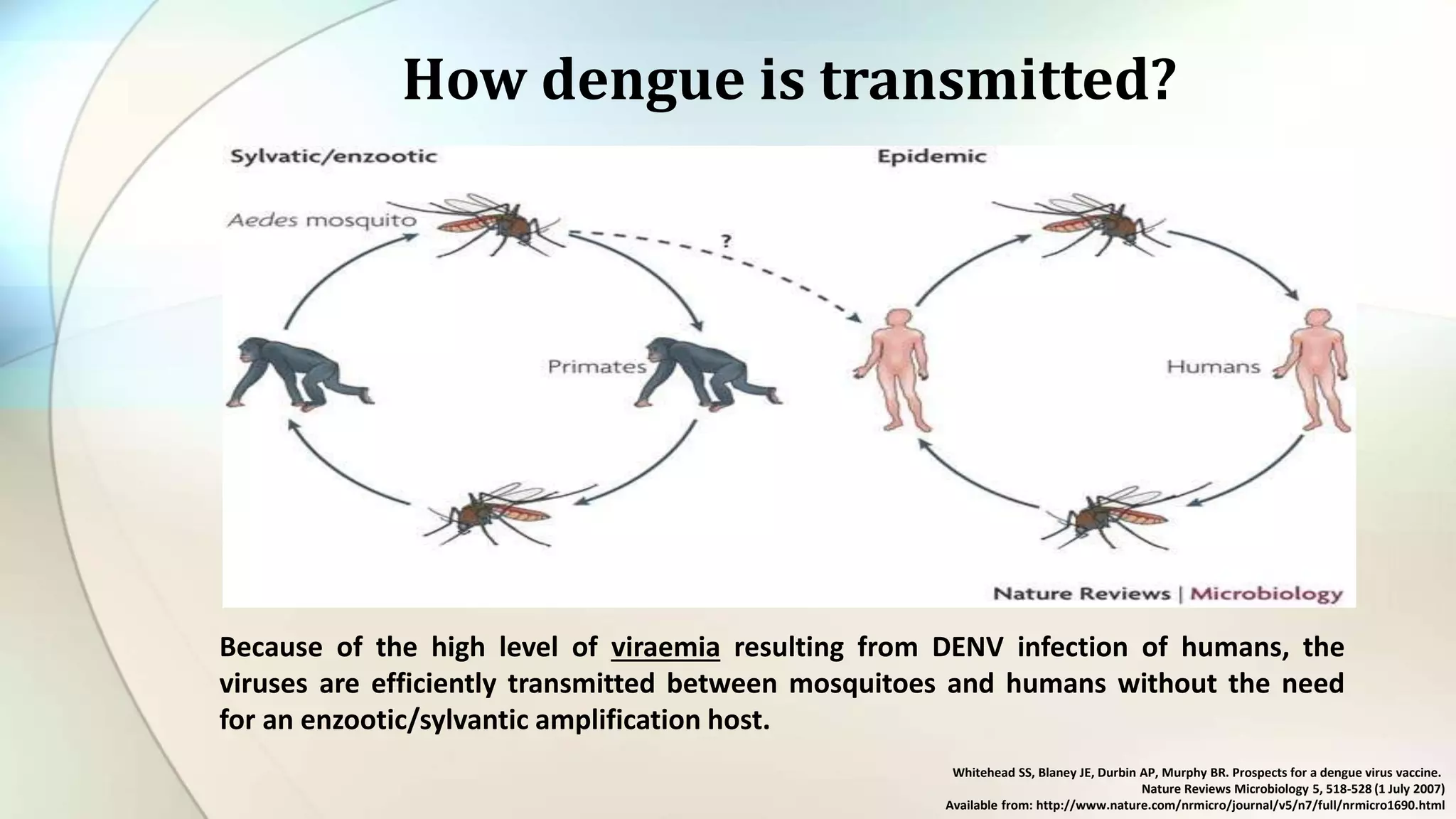 Dengue fever Epidemiology - pathogenesis - symptoms - diagnosis ...