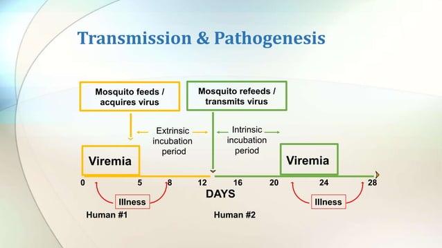 Dengue fever Epidemiology - pathogenesis - symptoms - diagnosis ...