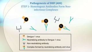 Dengue fever Epidemiology - pathogenesis - symptoms - diagnosis ...