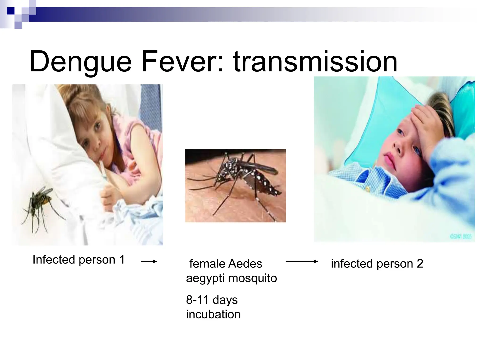 Dengue+Fever Tagalog sa mga paaralan, bahay at community | PPT