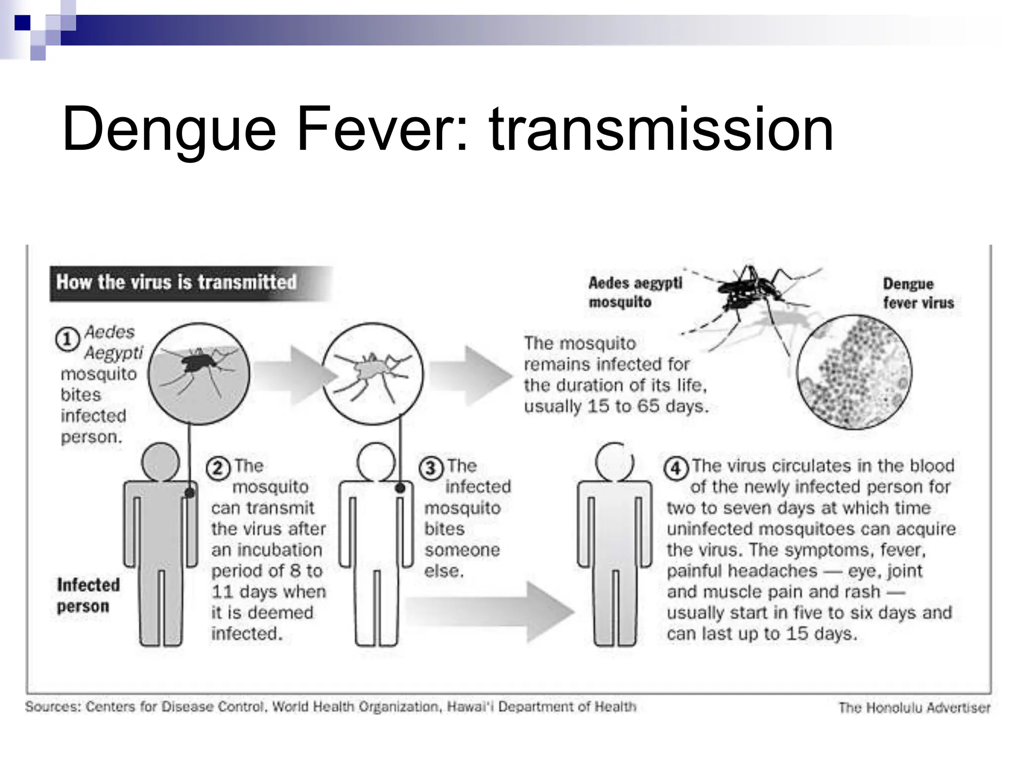 Dengue+Fever Tagalog sa mga paaralan, bahay at community | PPT
