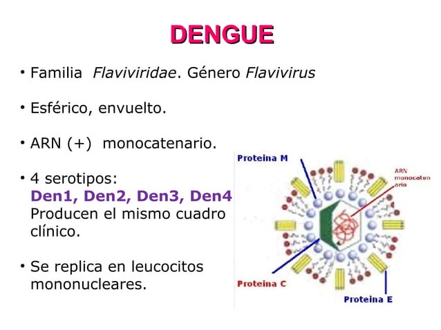 Dengue, Fiebre Amarilla y Fiebres Hemorragicas - Microbiologia Barcelo