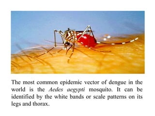 Dengue Final.pptx viral infection transmitted to humans through the ...