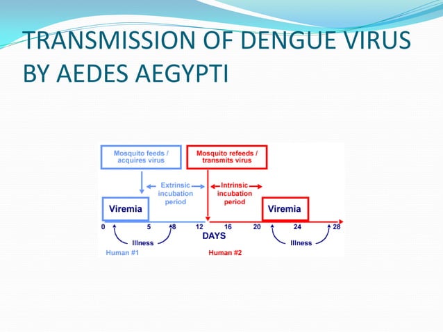 Dengue final pdf | PDF