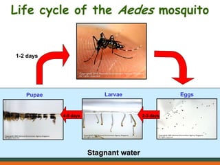 Dengue guidelines | PDF