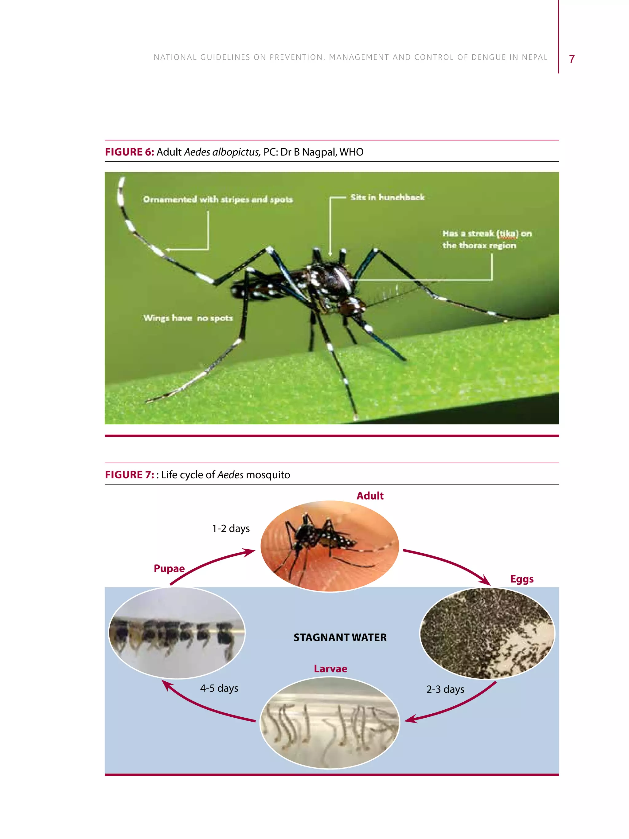 DENGUE GUIDELINES.pdf